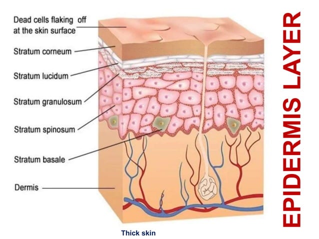 Basic Skin Structure | PPTX