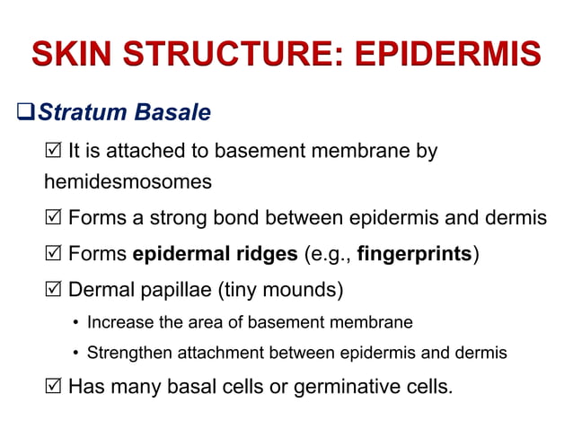 Basic Skin Structure | PPTX