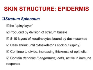 Basic Skin Structure | PPTX