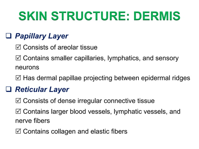 Basic Skin Structure | PPTX