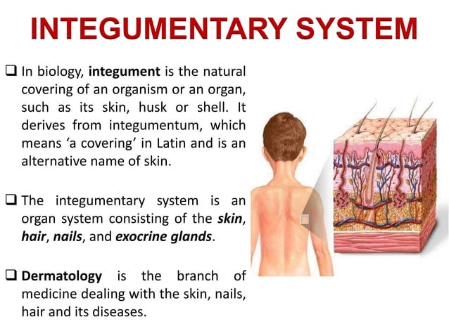 Basic Skin Structure | PPTX