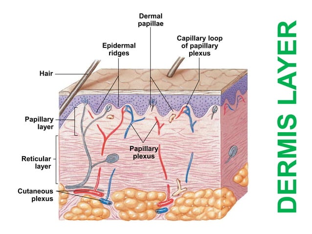 Basic Skin Structure | PPTX