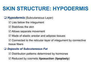 Basic Skin Structure | PPTX