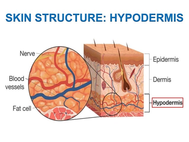 Basic Skin Structure | PPTX