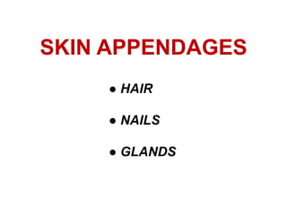 Basic Skin Structure | PPTX