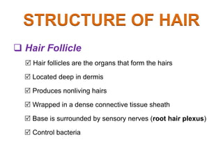 Basic Skin Structure | PPTX