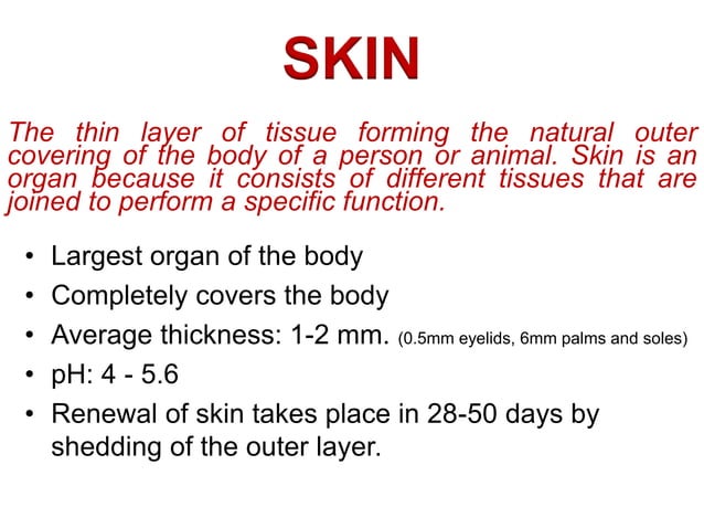 Basic Skin Structure | PPTX