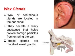 Basic Skin Structure | PPTX