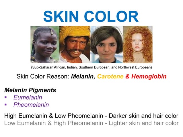 Basic Skin Structure | PPTX