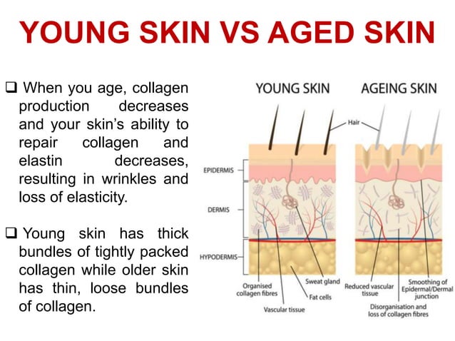 Basic Skin Structure | PPTX
