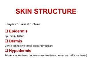 Basic Skin Structure | PPTX