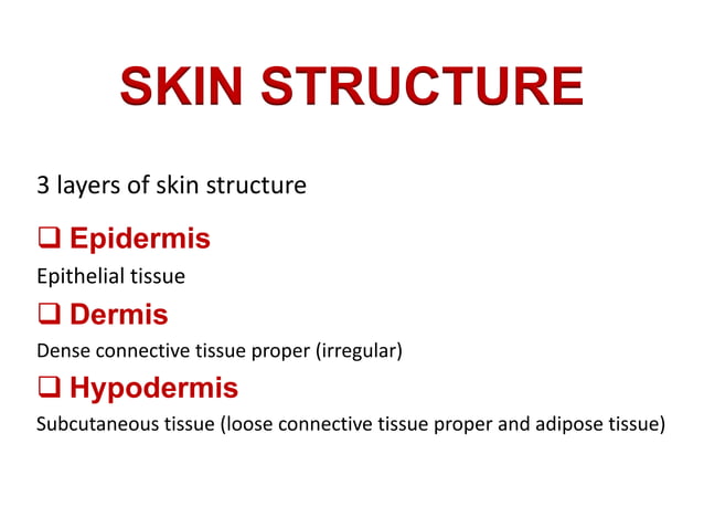 Basic Skin Structure | PPTX