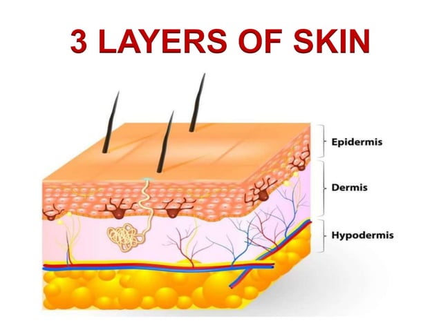 Basic Skin Structure | PPT