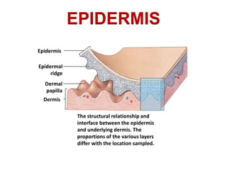 Basic Skin Structure | PPTX