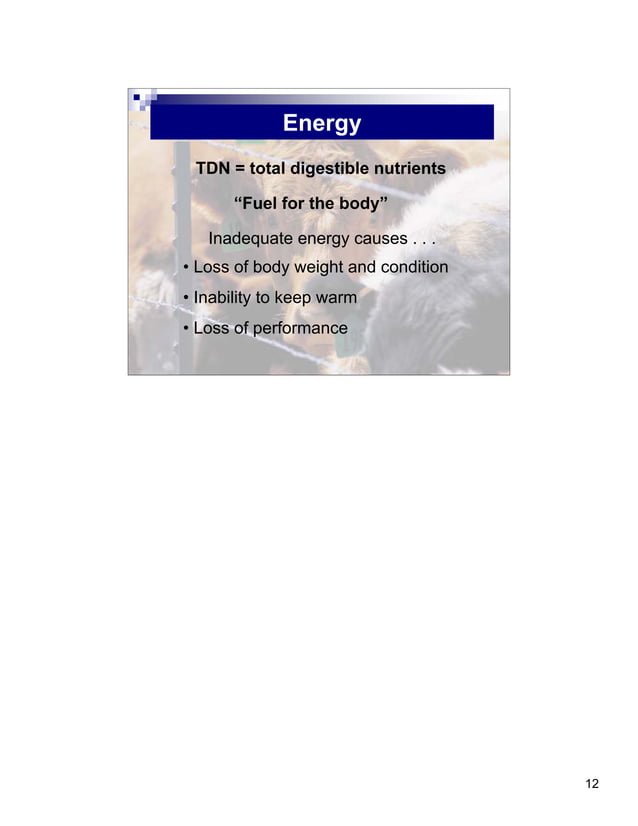 Basics of Beef Cattle Nutrition Notes | PDF