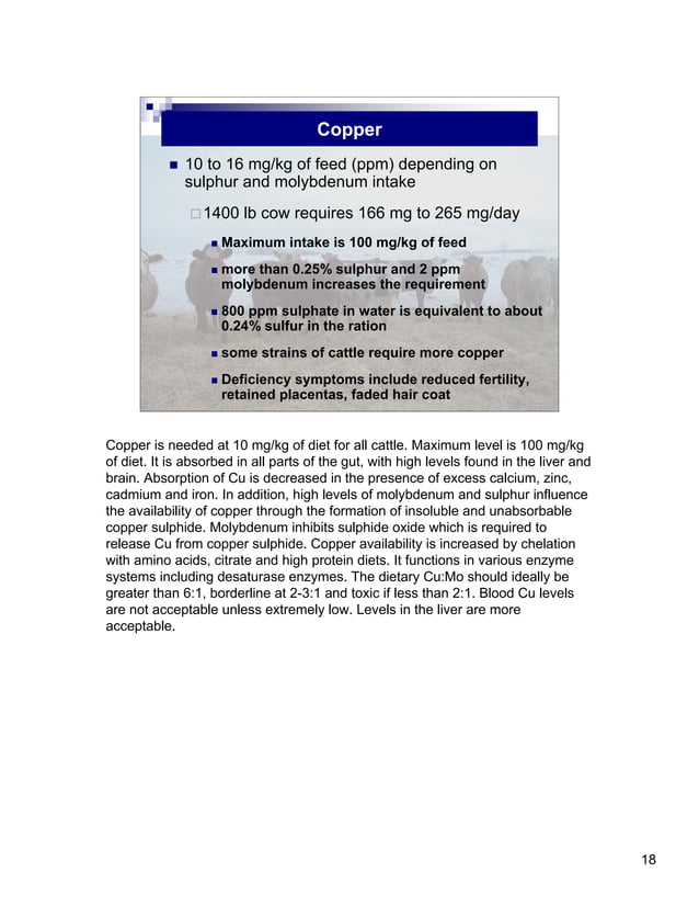 Basics of Beef Cattle Nutrition Notes | PDF