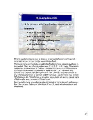 Basics of Beef Cattle Nutrition Notes | PDF