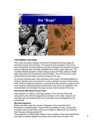 Basics of Beef Cattle Nutrition Notes | PDF