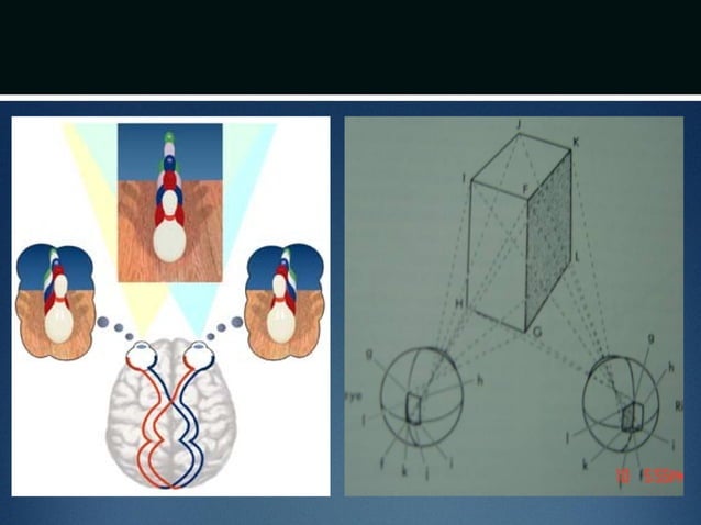 Basics of binocular vision | PPT