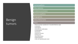 Exophytic Papilloma Of Bladder