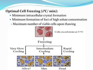 Basics of cell culture | PPTX
