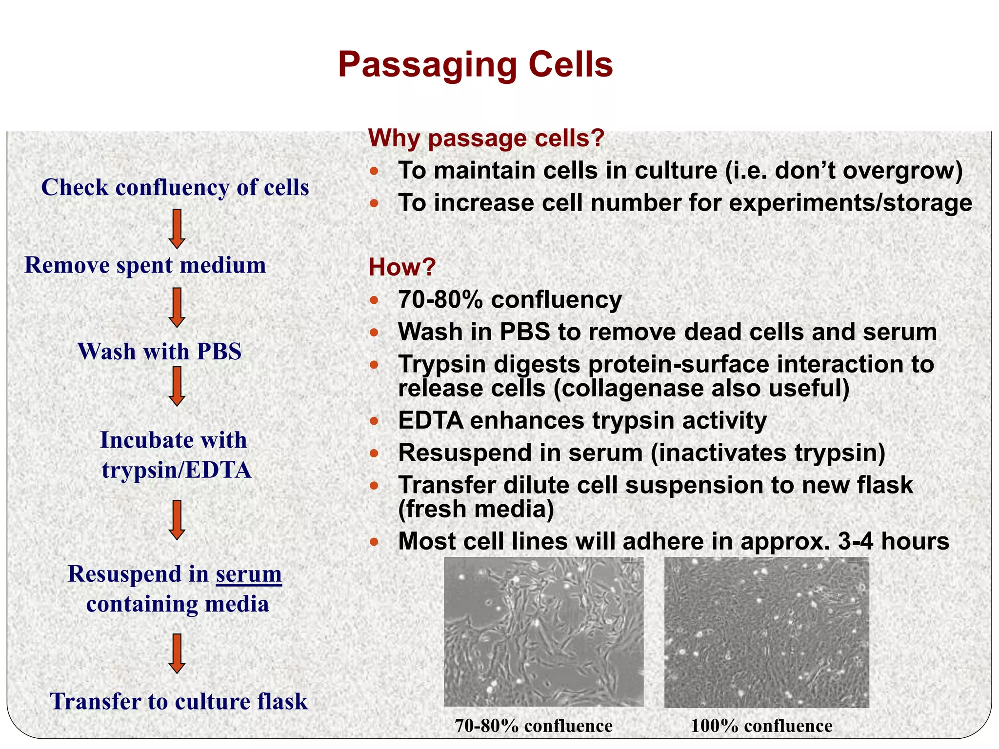 Basics of cell culture | PPT