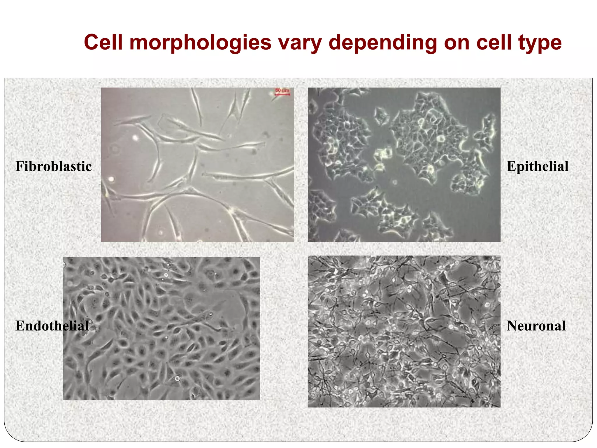 Basics of cell culture | PPT