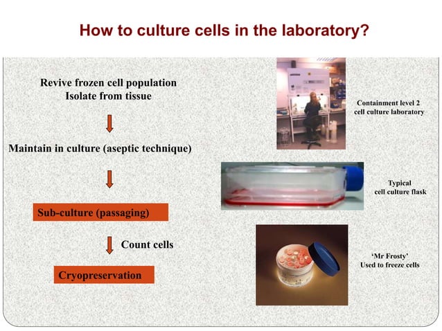 Basics of cell culture | PPT