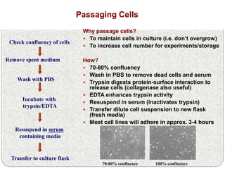 Basics of cell culture | PPT