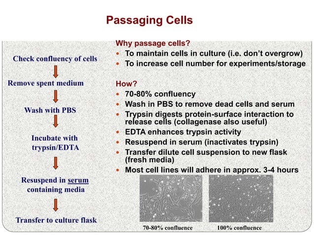Basics of cell culture | PPT