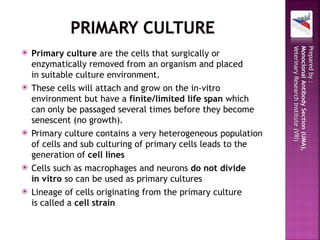 basics of mammalian cell culture, cell lines and aseptic techniques | PPTX