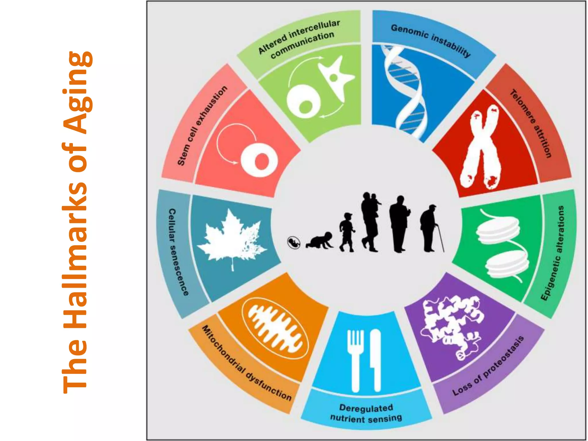 Basics of cellular aging and | PPTX | Genetics | Science