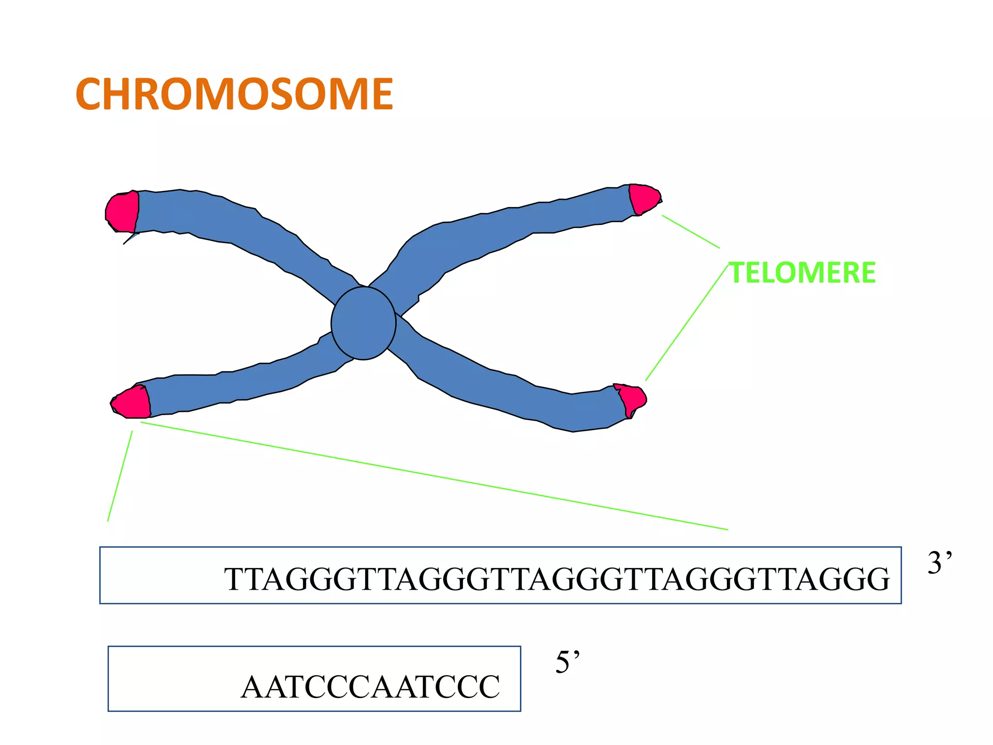 Basics of cellular aging and | PPTX