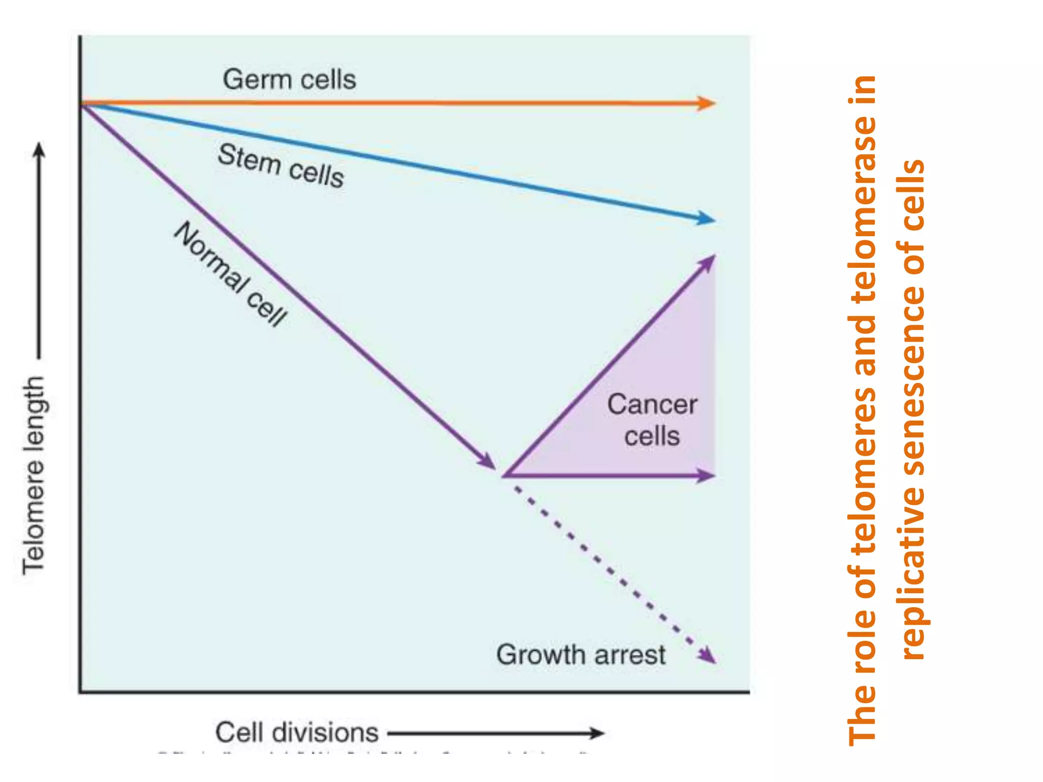 Basics of cellular aging and | PPTX | Genetics | Science
