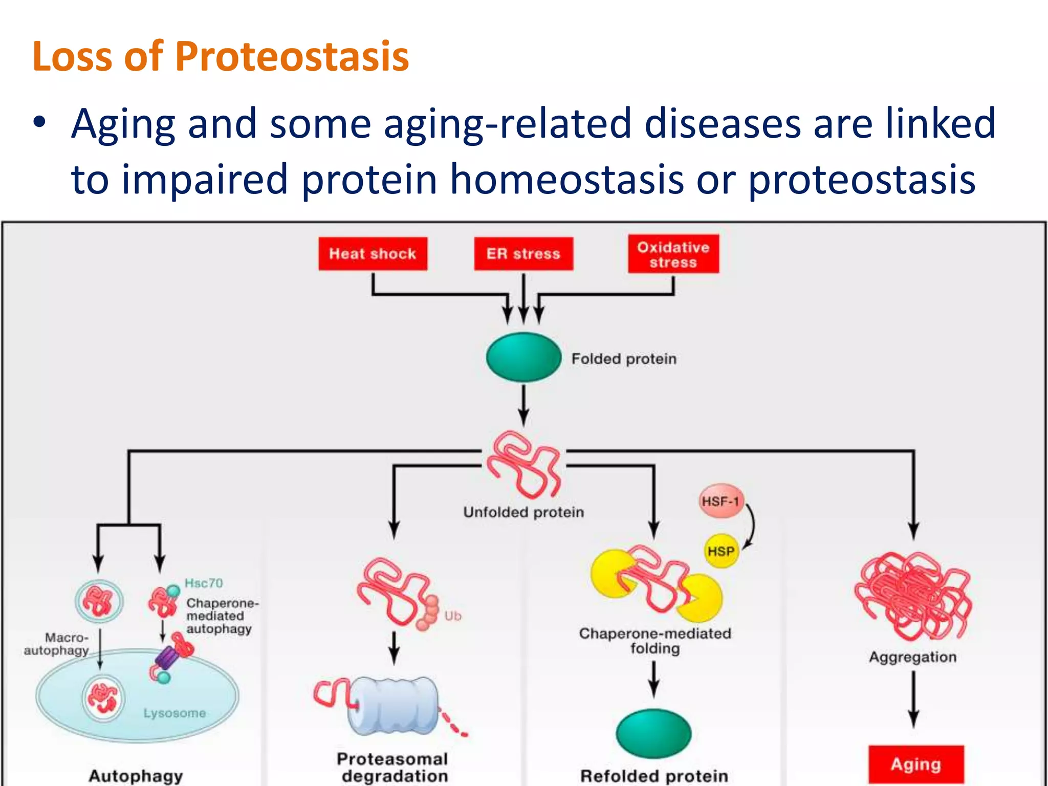 Basics of cellular aging and | PPTX