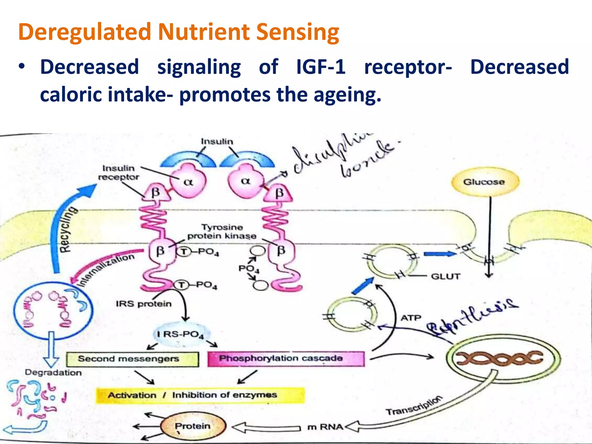 Basics of cellular aging and | PPTX