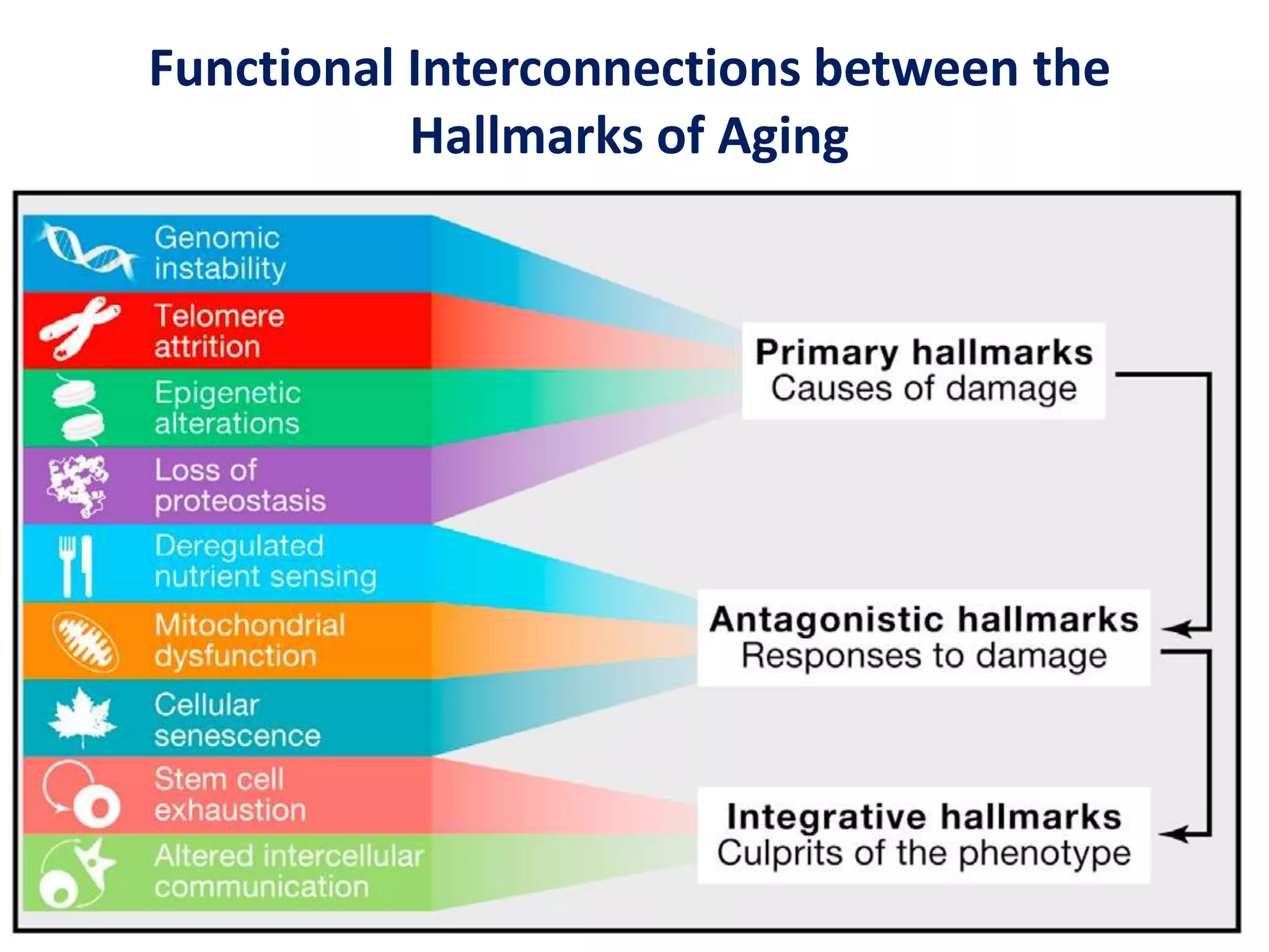 Basics of cellular aging and | PPTX