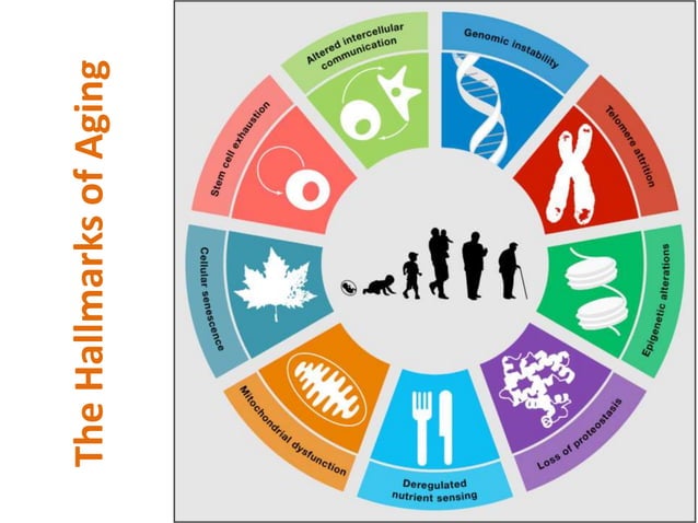 Basics of cellular aging and | PPTX | Genetics | Science