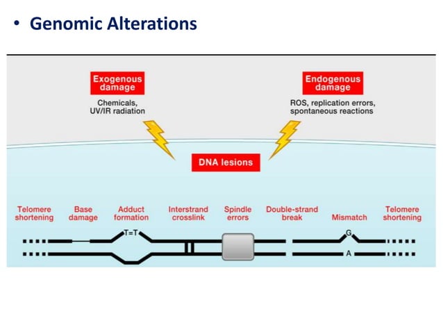 Basics of cellular aging and | PPTX | Genetics | Science