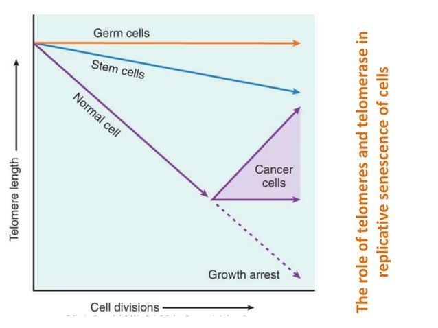 Basics of cellular aging and | PPTX | Genetics | Science