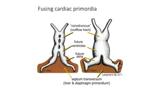Basics of congenital heart disease | PPTX