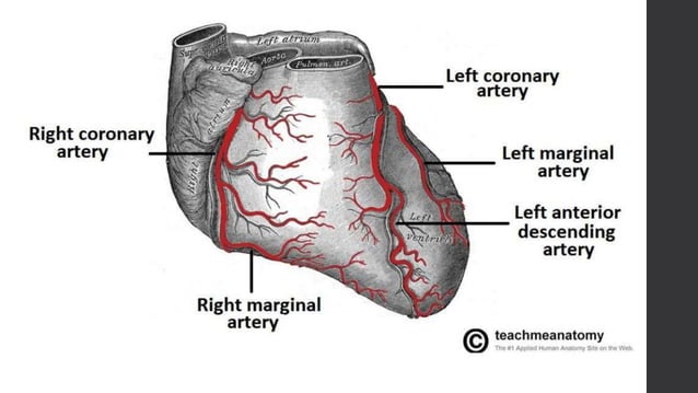 Basics of coronary artery anatomy and angiographic views | PPTX