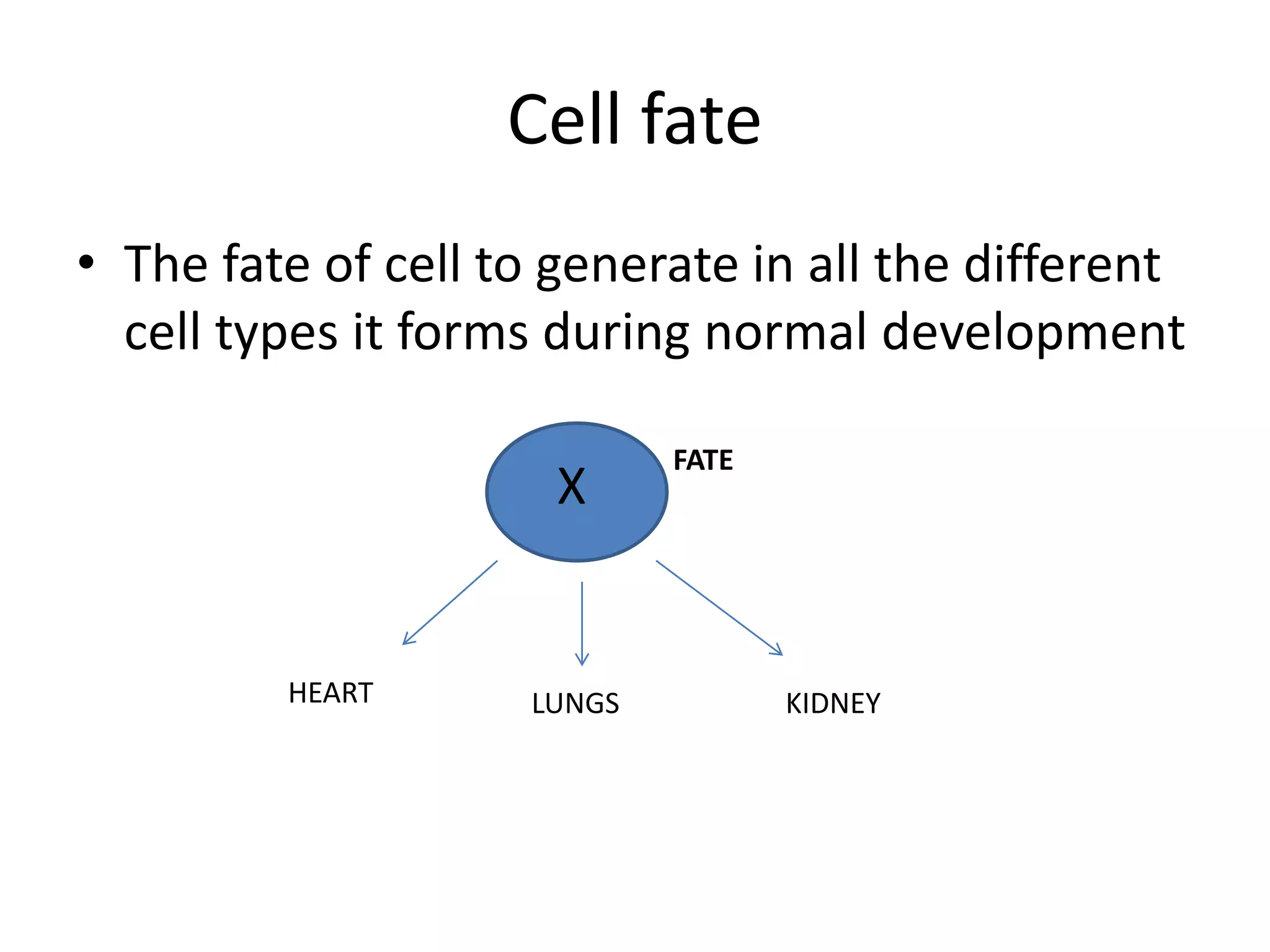 Basics of developmental biology 1 | PPTX