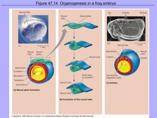Basics of dev genetics ASHOK D KTISTU JAYANTI COLLEGE | PPT