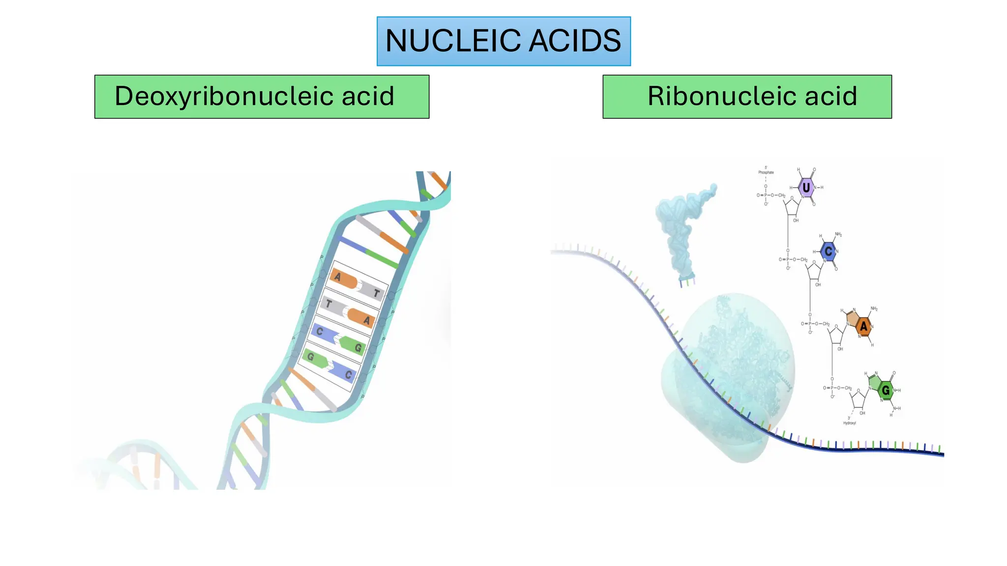 Basics of DNA and RNA structure and difference in them | PDF