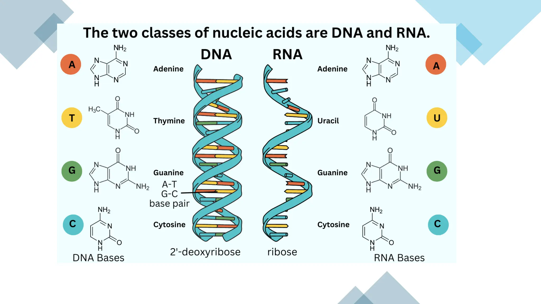 Basics of DNA and RNA structure and difference in them | PDF