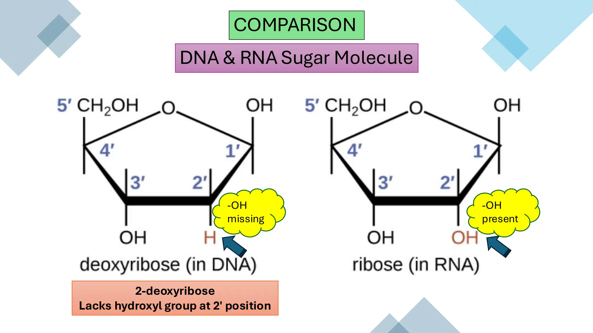 Basics of DNA and RNA structure and difference in them | PDF