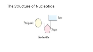 Basics of DNA & RNA (Nucleic acid) | PPTX