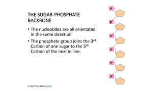Basics of DNA & RNA (Nucleic acid) | PPT