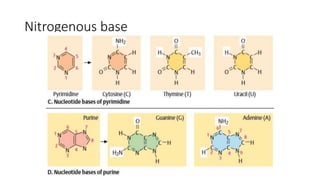 Basics of DNA & RNA (Nucleic acid) | PPT